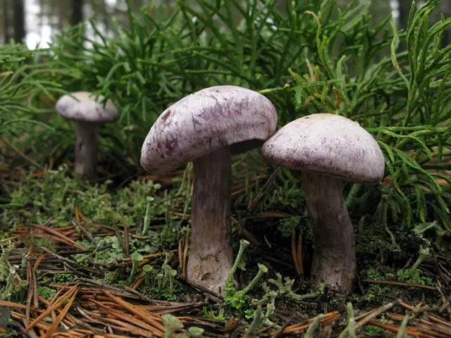 Long não webcap (Cortinarius camphoratus): nó trông như thế nào, nó phát triển ở đâu và như thế nào, ăn được hay không 5787_1