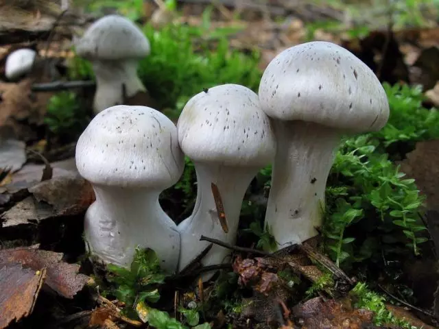 Long não webcap (Cortinarius camphoratus): nó trông như thế nào, nó phát triển ở đâu và như thế nào, ăn được hay không 5787_4