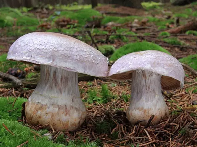 Webcap de càmfora (Cortinarius camphoratus): com és, on i com creix, comestible o no 5787_5