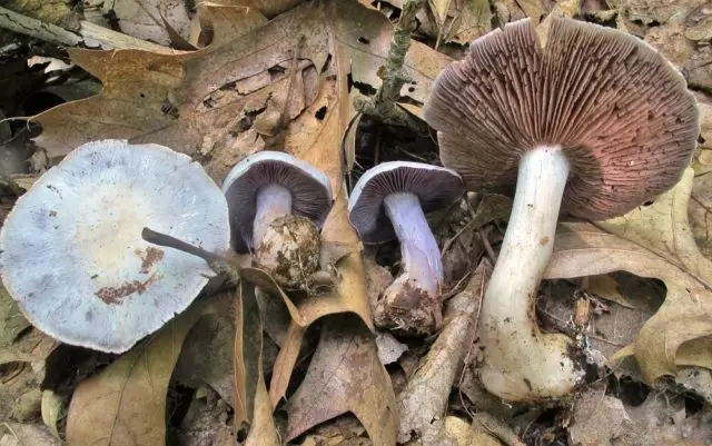 Camphor webcap (Cortinarius camphoratus): che aspetto ha, dove e come cresce, commestibile o no 5787_6