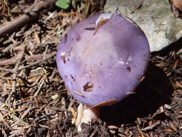 Camphor webcap (Cortinarius camphoratus): jak vypadá, kde a jak roste, je nebo není poživatelný 5787_7