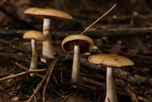 Buttered webcap (Cortinarius delibutus): o le a lona foliga, o fea ma faʻafefea ona tupu, ai pe leai 5792_1