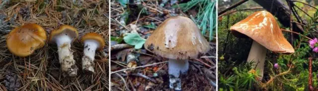 Buttered webcap (Cortinarius delibutus): o le a lona foliga, o fea ma faʻafefea ona tupu, ai pe leai 5792_3