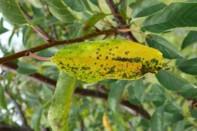 Cherry pests na ọrịa na ọgwụgwọ ha: foto, nkọwa, ọrịa nke akpati, akwụkwọ, mkpụrụ osisi 5813_1