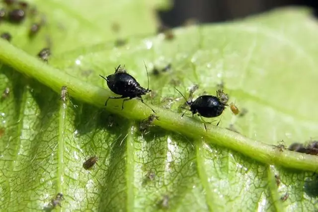 Cherry pests na ọrịa na ọgwụgwọ ha: foto, nkọwa, ọrịa nke akpati, akwụkwọ, mkpụrụ osisi 5813_13