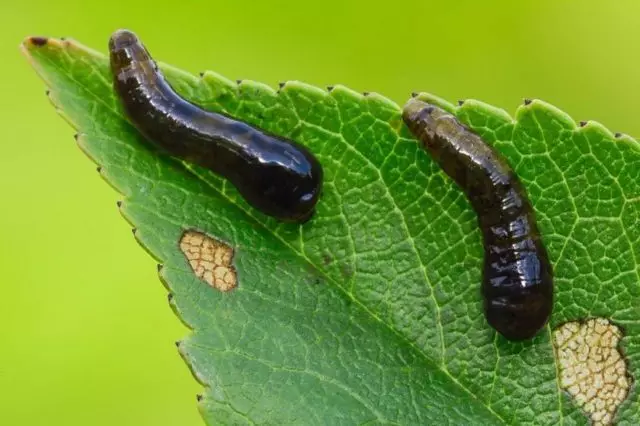 Awọn ajenirun ṣẹẹri ati awọn arun ati itọju wọn: fọto, apejuwe, awọn arun ti ẹhin mọto, awọn leaves, awọn eso 5813_15