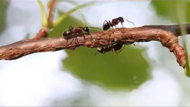 Cherry pests na ọrịa na ọgwụgwọ ha: foto, nkọwa, ọrịa nke akpati, akwụkwọ, mkpụrụ osisi 5813_17