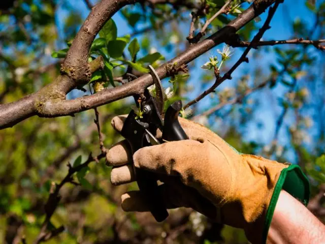 Cherry pests na ọrịa na ọgwụgwọ ha: foto, nkọwa, ọrịa nke akpati, akwụkwọ, mkpụrụ osisi 5813_20