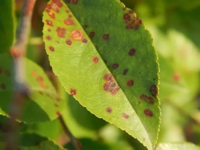 Cherry pests na ọrịa na ọgwụgwọ ha: foto, nkọwa, ọrịa nke akpati, akwụkwọ, mkpụrụ osisi 5813_3