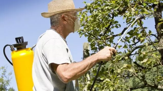 Awọn ajenirun ṣẹẹri ati awọn arun ati itọju wọn: fọto, apejuwe, awọn arun ti ẹhin mọto, awọn leaves, awọn eso 5813_30