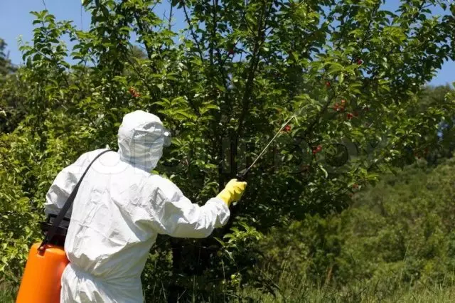 Cherry pests na ọrịa na ọgwụgwọ ha: foto, nkọwa, ọrịa nke akpati, akwụkwọ, mkpụrụ osisi 5813_37