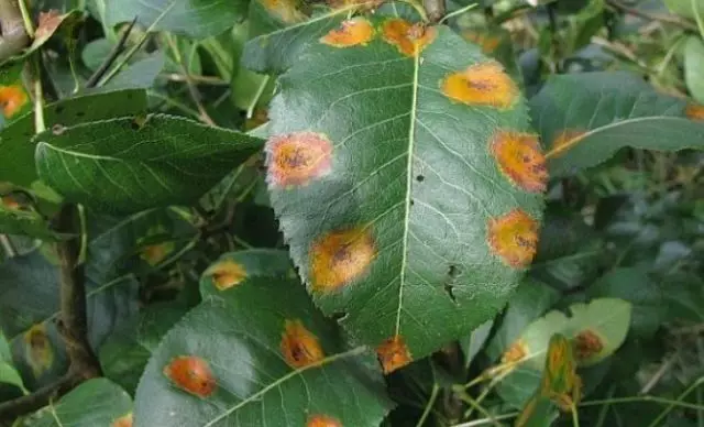 Cherry pests na ọrịa na ọgwụgwọ ha: foto, nkọwa, ọrịa nke akpati, akwụkwọ, mkpụrụ osisi 5813_7