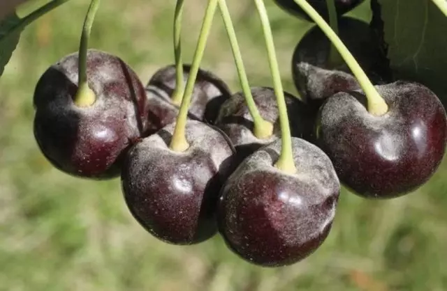 Cherry pests na ọrịa na ọgwụgwọ ha: foto, nkọwa, ọrịa nke akpati, akwụkwọ, mkpụrụ osisi 5813_8