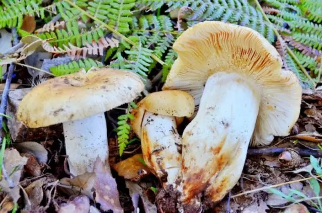 Almond russula: beskrivelse og foto, spiselighet, hvor den vokser, hvordan den ser ut 5827_1