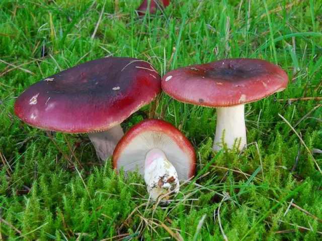 Almond russula: คำอธิบายและรูปถ่าย, การกิน, ที่มันเติบโต, หน้าตาเป็นอย่างไร 5827_16