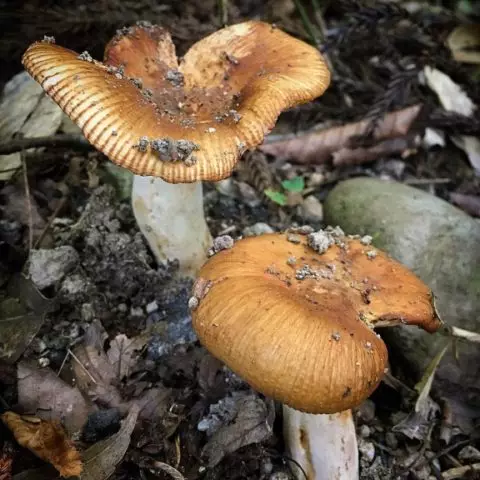 Migdală russula: descriere și fotografie, comestibilitate, unde crește, cum arată 5827_2