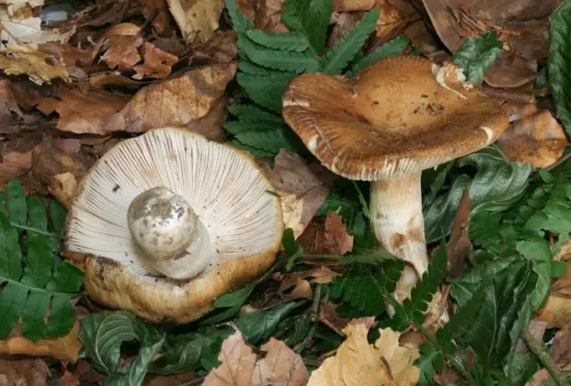 Migdală russula: descriere și fotografie, comestibilitate, unde crește, cum arată 5827_3