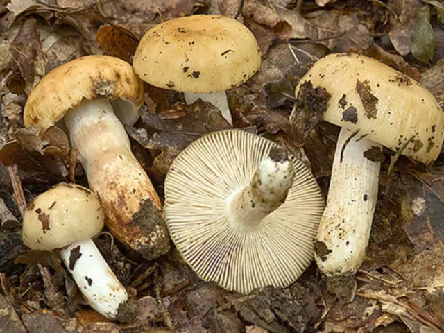 Almendra russula: descrición e foto, comestibilidade, onde medra, como é 5827_4