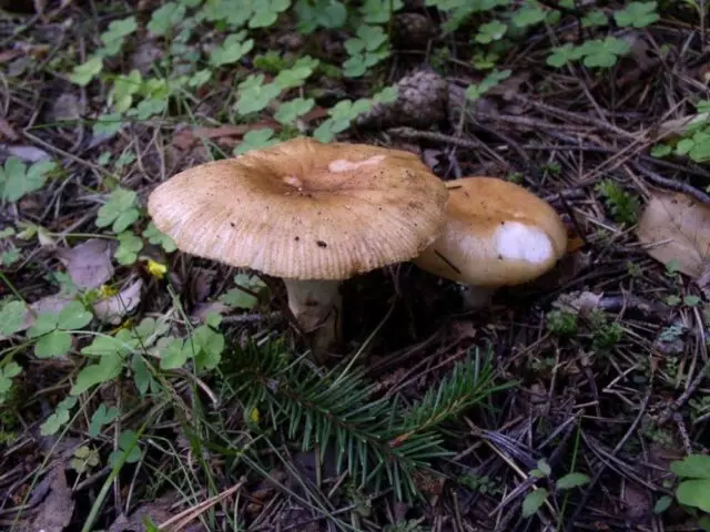 Almendra russula: descrición e foto, comestibilidade, onde medra, como é 5827_5