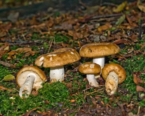 Almond russula: คำอธิบายและรูปถ่าย, การกิน, ที่มันเติบโต, หน้าตาเป็นอย่างไร 5827_6