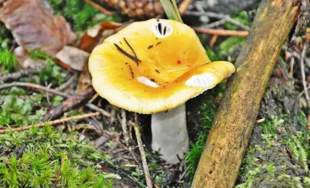 Almond russula: beskrivelse og foto, spiselighet, hvor den vokser, hvordan den ser ut 5827_8