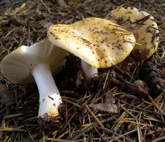 Almendra russula: descrición e foto, comestibilidade, onde medra, como é 5827_9