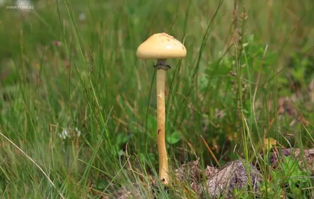 Stropharia merdo (la kalva kapo de Kakashin, muŝo-agariko, Deconica coprophila): kiel aspektas fungoj, kie kaj kiel ili kreskas, ĉu ili estas manĝeblaj aŭ ne 5828_11