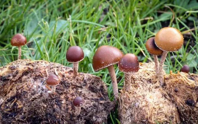 Stropharia shitty (Kakashins skallet hode, fluesopp, Deconica coprophila): hvordan sopp ser ut, hvor og hvordan de vokser, er de spiselige eller ikke 5828_3