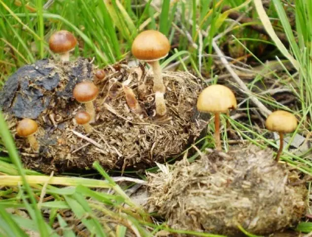 Stropharia shitty (Kakashin ၏ထိပ်ပြောင်ခေါင်း၊ agaric ယင်ကောင်၊ Deconica coprophila)၊ မှိုများသည်မည်သည့်နေရာ၊ မည်ကဲ့သို့ကြီးထွားလာသည်၊ ၎င်းတို့သည်စားသုံးနိုင်ပါသလား။ 5828_4