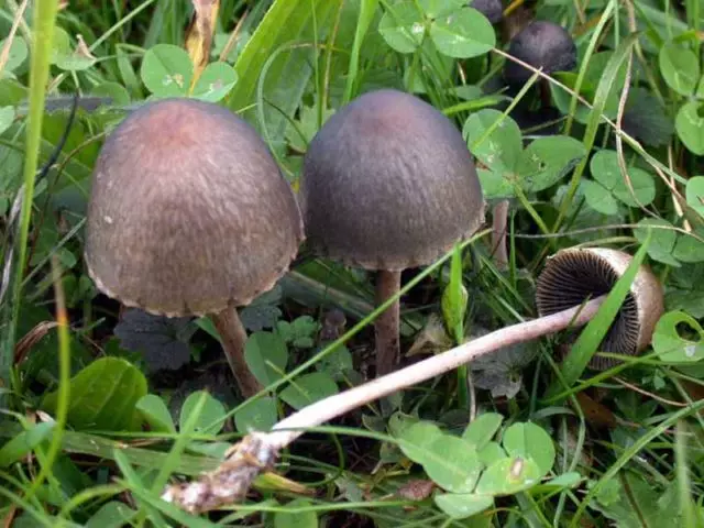 Stropharia shitty (سر طاس کاکاشین ، آگاریک پرواز ، Deconica coprophila): قارچ ها چگونه هستند ، کجا و چگونه رشد می کنند ، آیا خوراکی هستند یا نه 5828_6