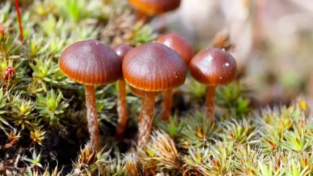 Stropharia merdo (la kalva kapo de Kakashin, muŝo-agariko, Deconica coprophila): kiel aspektas fungoj, kie kaj kiel ili kreskas, ĉu ili estas manĝeblaj aŭ ne 5828_7