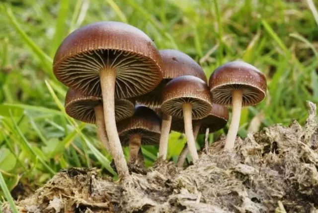 Stropharia shitty (سر طاس کاکاشین ، آگاریک پرواز ، Deconica coprophila): قارچ ها چگونه هستند ، کجا و چگونه رشد می کنند ، آیا خوراکی هستند یا نه 5828_8