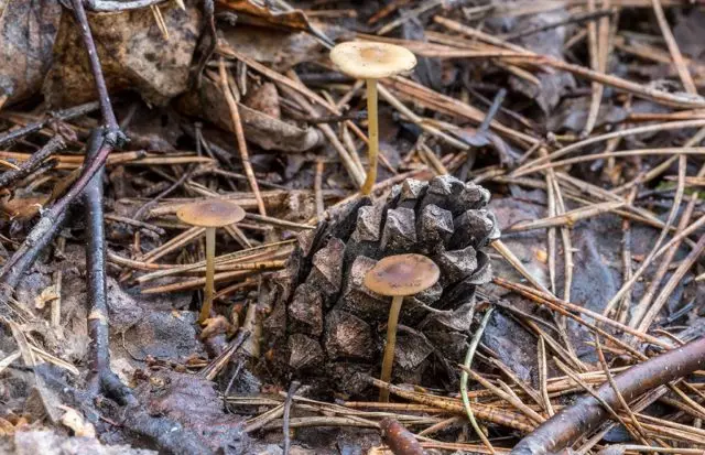 ストロビルールの切断：それがどのように見えるか、どこで収集するか、食用、写真 5829_4