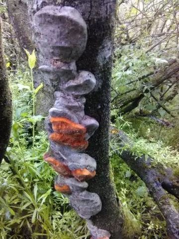 Phellinus tuberous (Plum false tinder fungus, Phellinus tuberculosus). Ինչ տեսք ունի, որտեղ և ինչպես է աճում ՝ ուտելի է, թե ոչ 5844_1