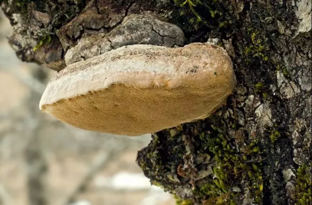 Phellinus tuberous (Plum false tinder fungus, Phellinus tuberculosus). Ինչ տեսք ունի, որտեղ և ինչպես է աճում ՝ ուտելի է, թե ոչ 5844_2