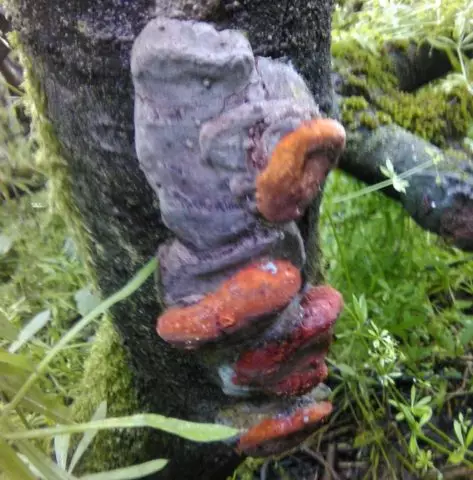 Phellinus tuberous (Plum false tinder fungus, Phellinus tuberculosus). Ինչ տեսք ունի, որտեղ և ինչպես է աճում ՝ ուտելի է, թե ոչ 5844_4