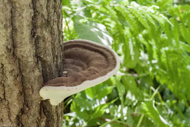 Phellinus tuberous (Plum false tinder fungus, Phellinus tuberculosus). Ինչ տեսք ունի, որտեղ և ինչպես է աճում ՝ ուտելի է, թե ոչ 5844_5