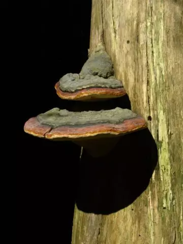 Phellinus tuberous (Plum false tinder fungus, Phellinus tuberculosus): ဘယ်ပုံဘယ်နည်း၊ ကြီးထွားလာသည်၊ စားသုံးနိုင်၊ မရ၊ 5844_6