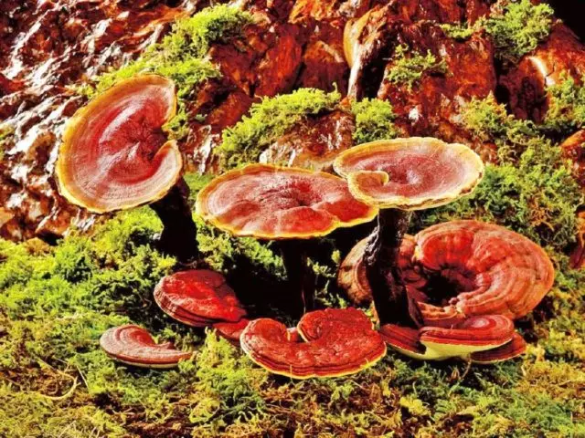 Занбурўѓи Reishi (fungus Tinder, Ganoderma, Ganoderma lucidum): ин чист, дуруст ва дурўѓ, дар куљо дар Русия мерўяд, он чї фоида дорад 5846_1