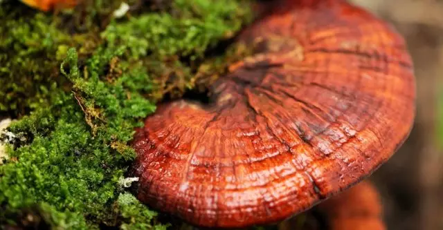 Reishi मशरूम (टिन्डर कवक, Ganoderma, Ganoderma lucidum): यो के हो, साँचो र गलत, यो रूस मा बढ्छ, यो कसरी उपयोगी छ 5846_11