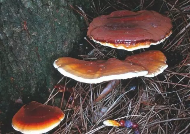 Huba Reishi (huba Tinder, Ganoderma, Ganoderma lucidum): čo je to, pravda a lož, kde rastie v Rusku, ako je užitočná 5846_19