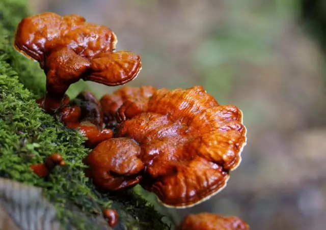 Olu olu Reishi (fungus Tinder, Ganoderma, Ganoderma lucidum): kini o jẹ, otitọ ati eke, nibiti o ti dagba ni Russia, bawo ni o ṣe wulo 5846_2