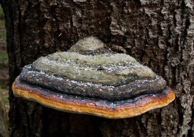 Reishi gomba (Tinder gomba, Ganoderma, Ganoderma lucidum): mi ez, igaz és hamis, hol nő Oroszországban, hogyan hasznos 5846_21