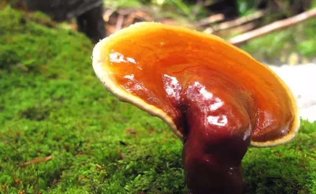 Reishi gomba (Tinder gomba, Ganoderma, Ganoderma lucidum): mi ez, igaz és hamis, hol nő Oroszországban, hogyan hasznos 5846_3