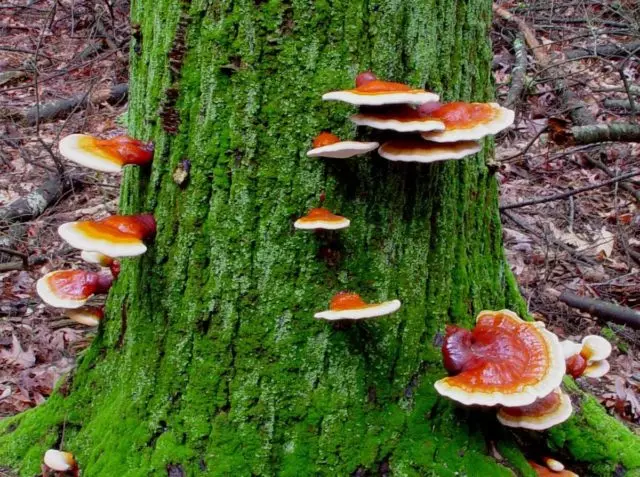 Reishi gomba (Tinder gomba, Ganoderma, Ganoderma lucidum): mi ez, igaz és hamis, hol nő Oroszországban, hogyan hasznos 5846_4