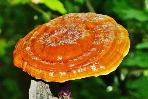 Reishi-fungo (Tinder-fungo, Ganoderma, Ganoderma lucidum): kio ĝi estas, vera kaj falsa, kie ĝi kreskas en Rusujo, kiel ĝi utilas 5846_5