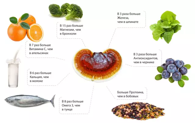 Cendawan Reishi (Tinder fungus, Ganoderma, Ganoderma lucidum): apa itu, benar dan salah, di mana ia tumbuh di Rusia, bagaimana ia berguna 5846_8