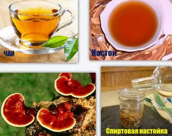 قارچ ریشی (قارچ Tinder ، Ganoderma ، Ganoderma lucidum): این چیست ، درست و غلط ، در کجا در روسیه رشد می کند ، چگونه مفید است 5846_9