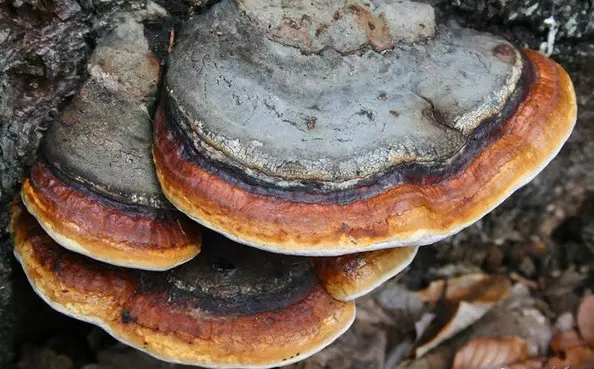 Poliporo bordeado (piñeiro, esponxa de madeira, Fomitopsis pinicola): como se ve, onde e como crece, papel no ecosistema, medidas de control 5849_1