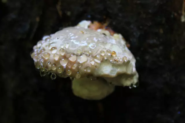 Poliporo bordeado (piñeiro, esponxa de madeira, Fomitopsis pinicola): como se ve, onde e como crece, papel no ecosistema, medidas de control 5849_12